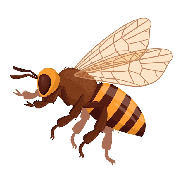 Detailed Illustration of a Flying Honey Bee | Jiffy Designs