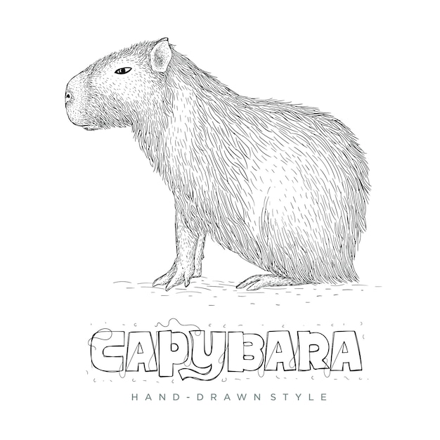 Detailed Sketch of a Curious Capybara | Jiffy Designs