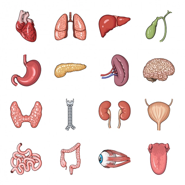 Anatomical Illustrations: A Vibrant Journey Through the Human Body ...