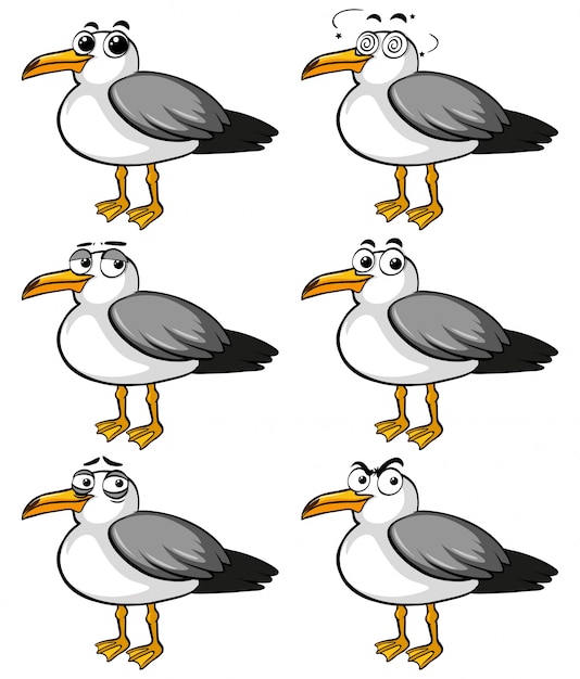 Vibrant Seagull Characters Collection with Expressive Emotions | Jiffy ...