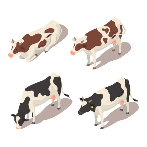 Isometric 3d Vector Set Of Cows. Icon For Web. Isolated On White ...