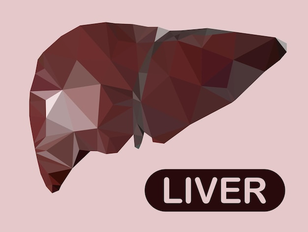 Polygonal Liver Illustration in Shades of Burgundy | Jiffy Designs