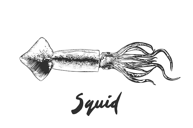Captivating Calamari: A Detailed Sketch of a Squid | Jiffy Designs