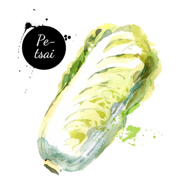 Vibrant Watercolor Depiction of Refreshing Petsai Cabbage | Jiffy Designs