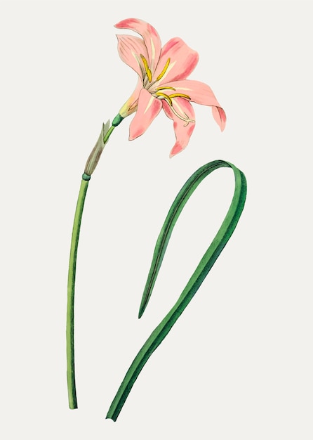 Vibrant pink lily flower illustration with curving stems | Jiffy Designs