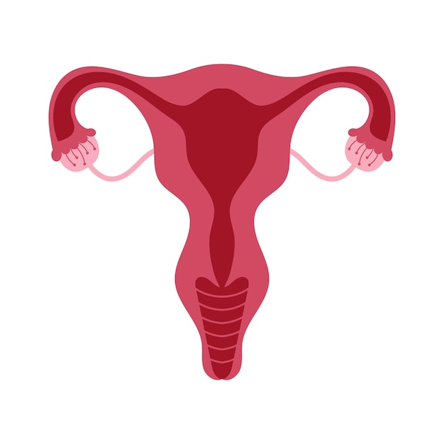 Vibrant Uterus Illustration: A Symbol of Women's Health | Jiffy Designs