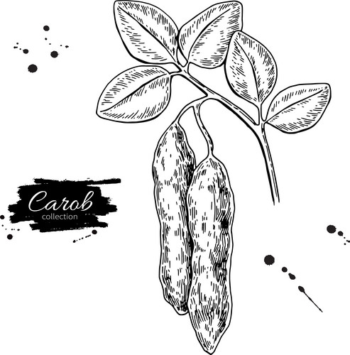 Carob Branch Vector Superfood Drawing. Isolated Hand Drawn Illustration ...