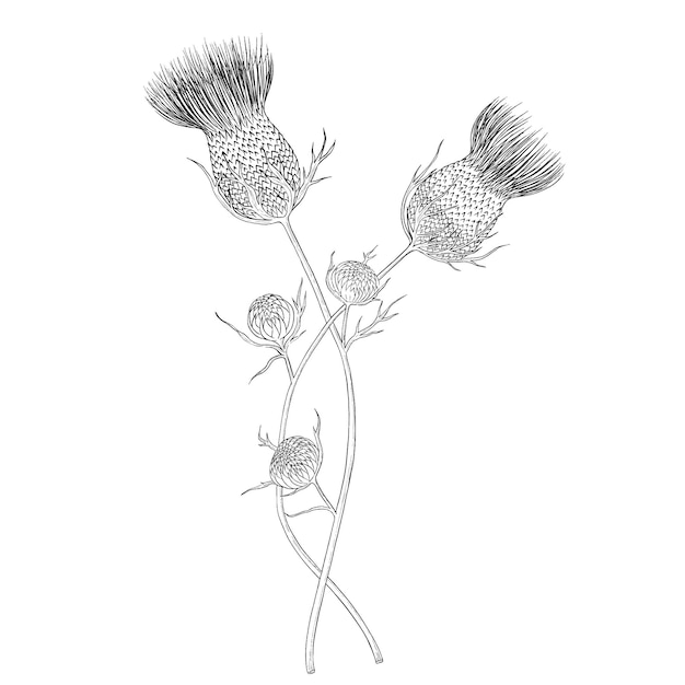 Delicate Thistle Flowers in Intricate Monochrome Sketch | Jiffy Designs