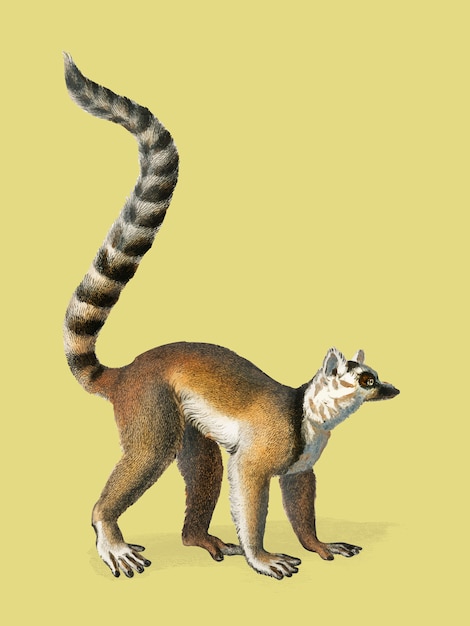 Artistic Illustration of a Ringtailed Cat with Distinctive Markings ...