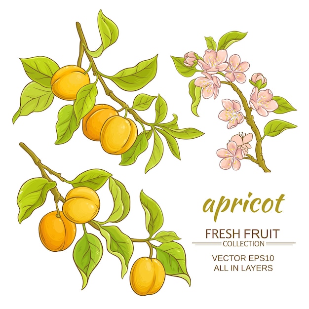 Vibrant Apricot Orchard: A Delightful Botanical Display | Jiffy Designs