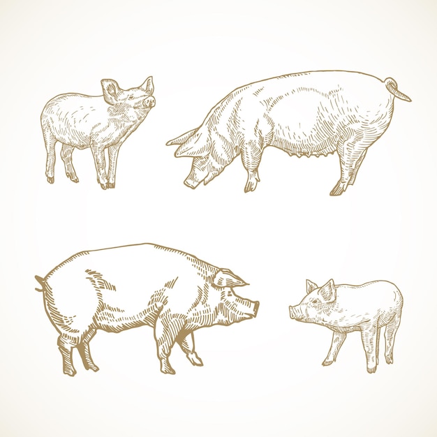 Charming Collection of Whimsical Pig Illustrations for Versatile ...