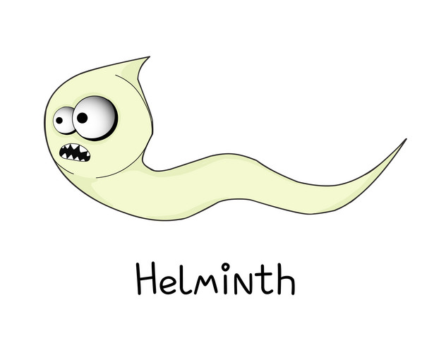 Helminths, Roundworms. Intestinal Parasites. Warning Sign Parasitism ...