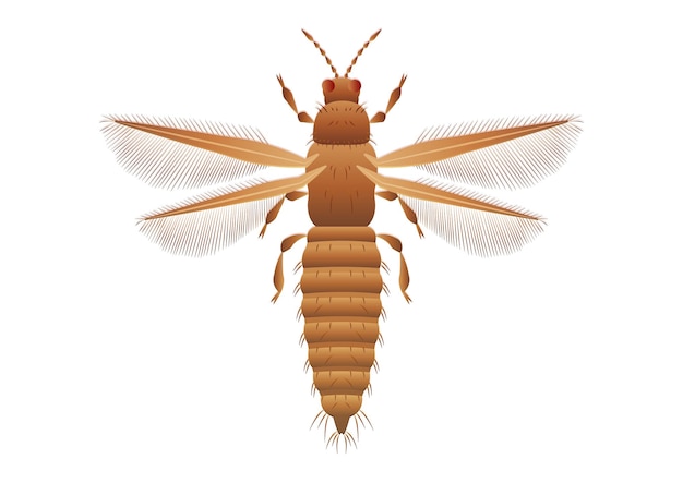 Intricate Winged Insect with Detailed Segmented Body and Feathery ...