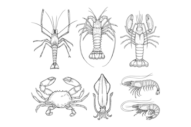 Diverse Collection of Detailed Crustacean Illustrations | Jiffy Designs