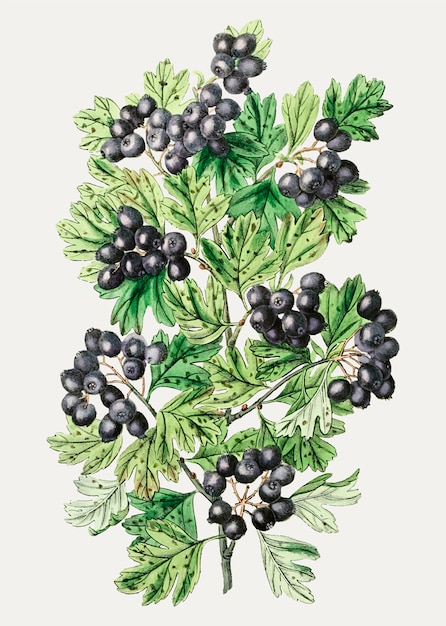 Detailed Botanical Illustration of Black Currant Plant Branches | Jiffy ...
