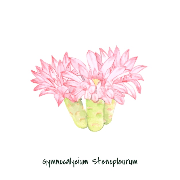 Vibrant Pink Gymnocalycium Stenopleurum Cactus Flower Illustration ...