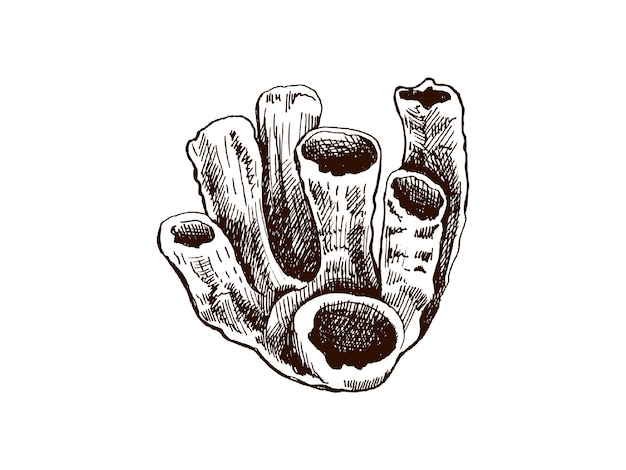 Detailed Sketch of a Captivating Coral Reef Formation | Jiffy Designs