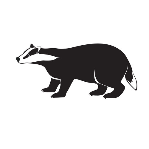 Badger On Short Legs Isolated On White Background. Forest Animal With ...