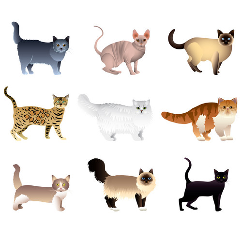 Popular Purebred Cats Isolated On White Colorful Collection | Jiffy Designs