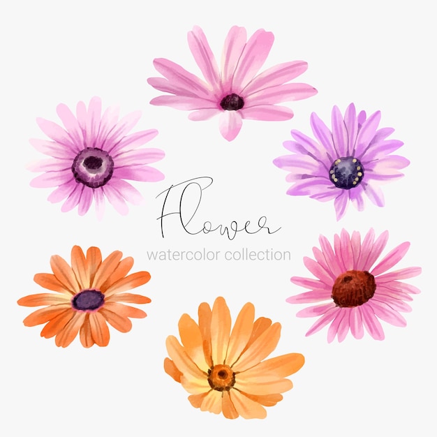 Vibrant Daisy Flower Watercolor Collection with Handwritten Calligraphy ...