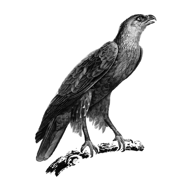 Intricate Black and White Illustration of a Fierce Hawk | Jiffy Designs