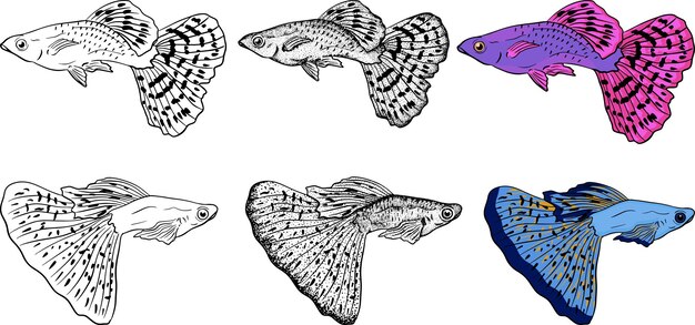 Vibrant Guppy Fish Collection: Diverse Aquarium Decor | Jiffy Designs