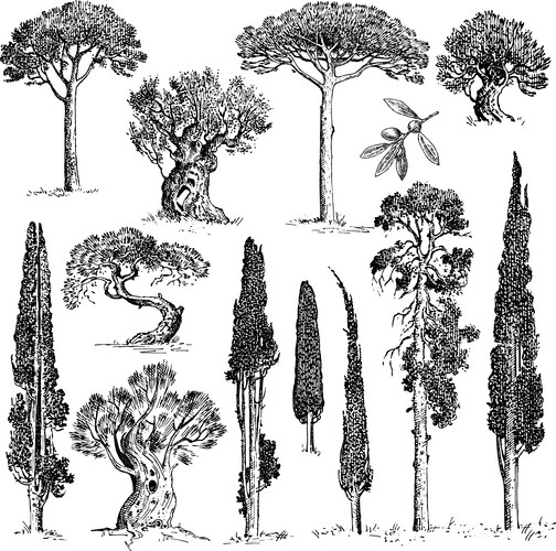 Big Set Of Engraved, Hand Drawn Trees Include Pine, Olive And Cypress ...