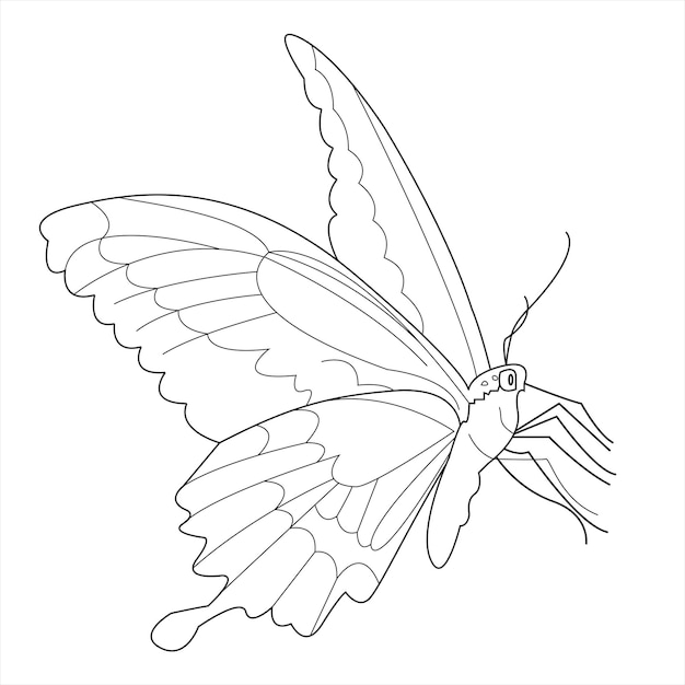Delicate Butterfly Outline Drawing with Intricate Wing Details | Jiffy ...
