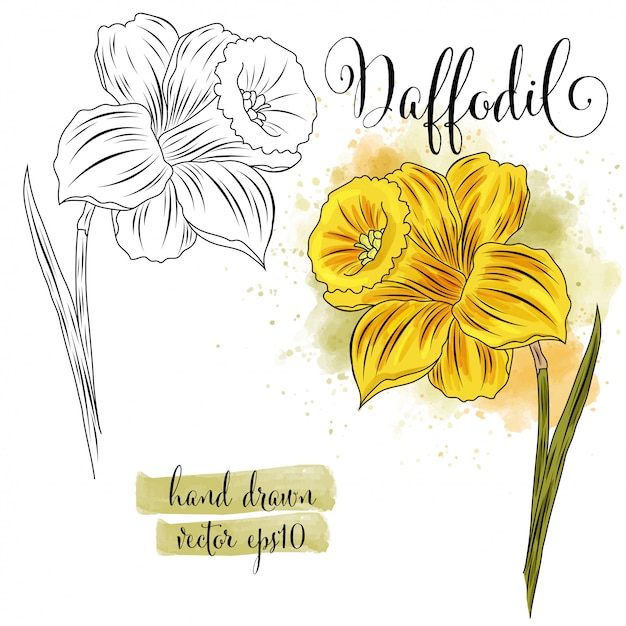 Hand-drawn Daffodil Flower Illustration with Calligraphic Text | Jiffy ...