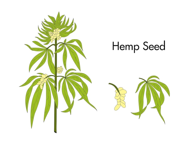 Vibrant Green Hemp Plant with Delicate Flowers and Seeds | Jiffy Designs