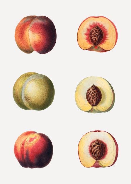 Vibrant Peach Illustrations: Whole Fruits and Cross-Sections | Jiffy ...