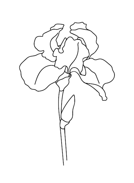 Elegant Continuous Line Drawing of an Iris Flower | Jiffy Designs