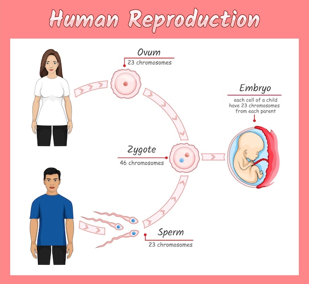 Detailed Diagram of Human Reproductive Cycle with Labeled Stages ...