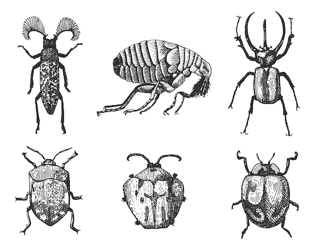 Vintage Insect Illustrations: Beetles, Fleas, and Spiders Engravings ...