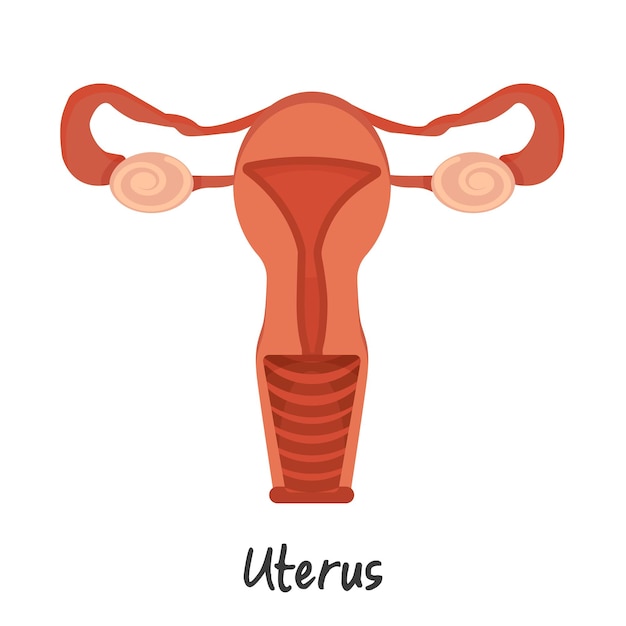 Vibrant Uterus Illustration with Striking Colors | Jiffy Designs