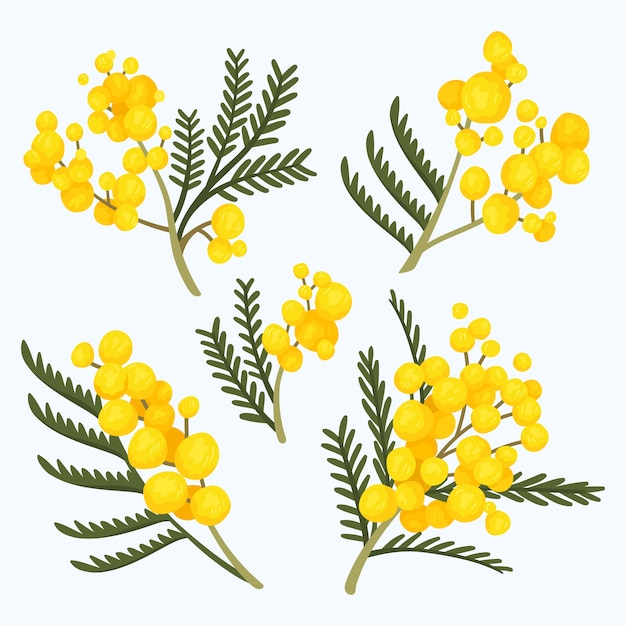 Vibrant Yellow Wattle Blossoms with Fern-Like Foliage Illustration ...