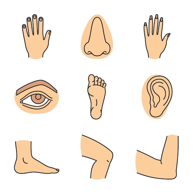 Diverse Human Body Parts Illustrated in Minimalist Style | Jiffy Designs