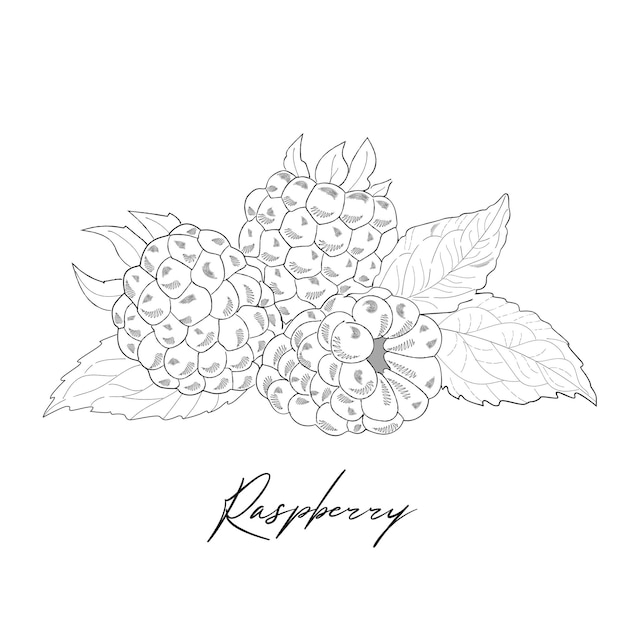 Delightful Raspberry Clusters with Vibrant Foliage | Jiffy Designs