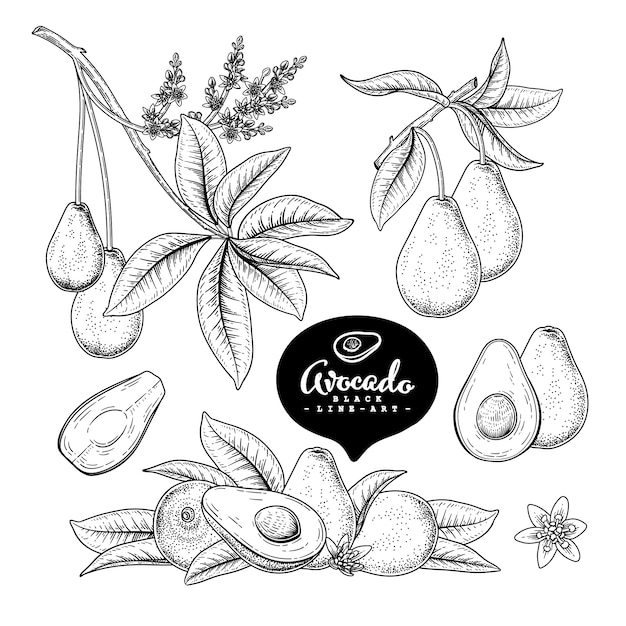 Botanical Illustration of Avocado Plant and Fruits | Jiffy Designs