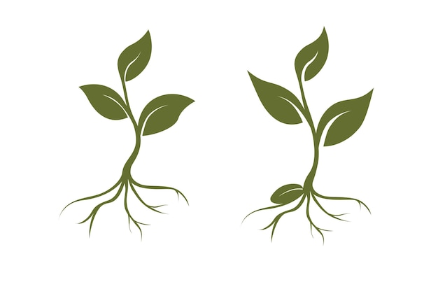 Stylized Green Plant Sprouts with Leaves and Roots | Jiffy Designs