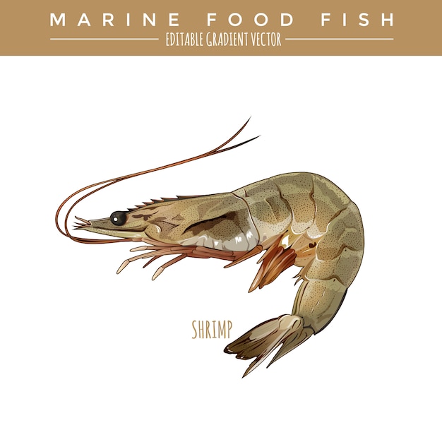 Detailed Illustration of a Succulent Marine Shrimp | Jiffy Designs