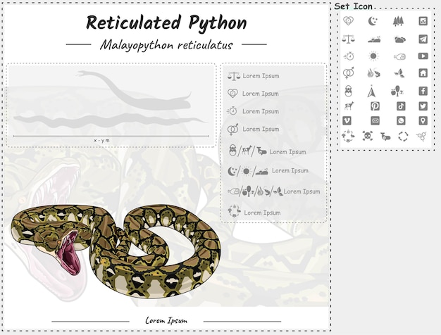 Captivating Reticulated Python: A Detailed Illustration | Jiffy Designs