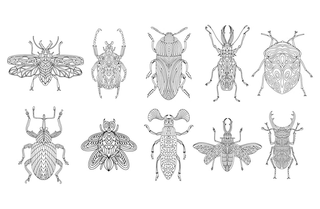 Intricate Insect Illustrations: Ornate Beetle and Bug Drawings | Jiffy ...