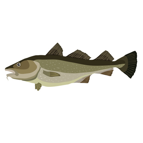 Cod Fish In Green Color, Cartoon Illustration, Isolated Object On White ...