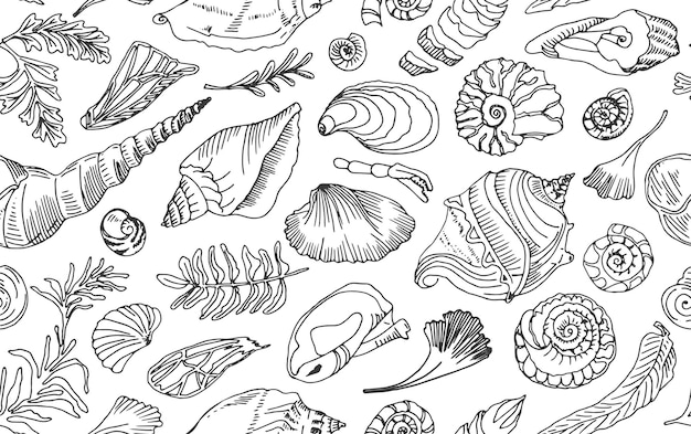 Enchanting Collection of Diverse Marine Shells and Fossils | Jiffy Designs