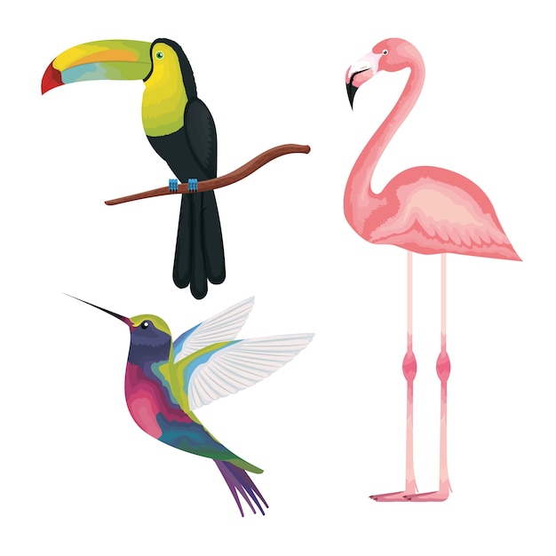 Vibrant Bird Illustrations: Toucan, Flamingo, Hummingbird Collection ...