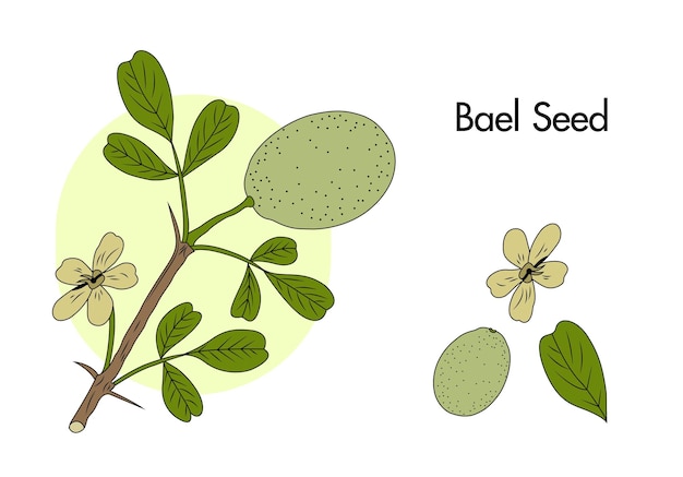 Vibrant Bael Tree with Leaves, Flowers, and Fruit | Jiffy Designs