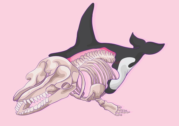 Anatomical Illustration of a Skeletal Shark with Vibrant Hues | Jiffy ...