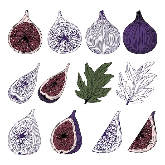 Vibrant Collection of Artfully Illustrated Figs in Shades of Purple ...