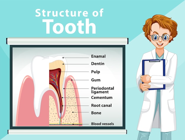 Detailed Diagram of the Intricate Structure of a Tooth | Jiffy Designs